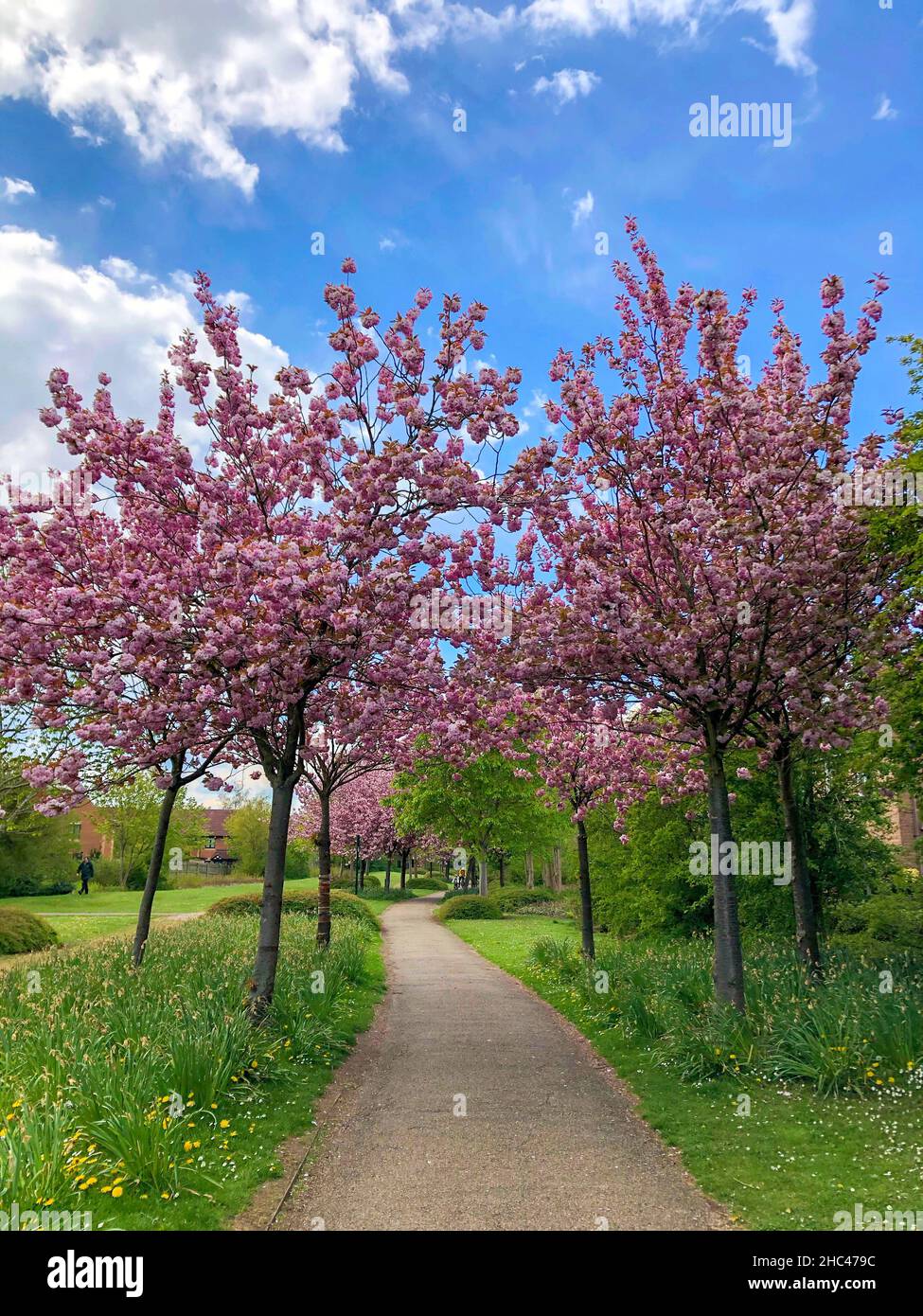 Vertical shot of blooming cherry trees in Milton Keynes, UK Stock Photo ...