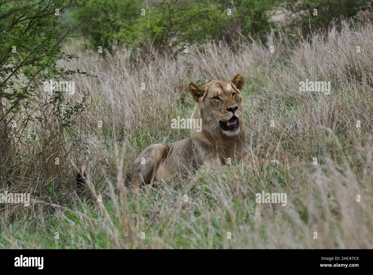 African Lion in its natural habitat in the bush Stock Photo - Alamy
