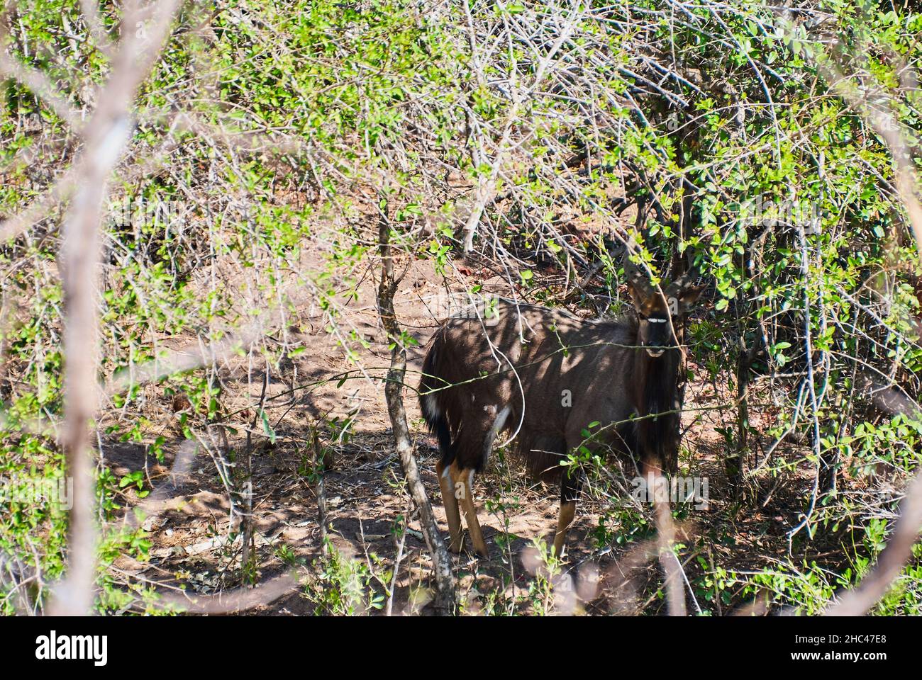 strong and proud nyala bull, Tragelaphus angasii, is a spiral horned ...