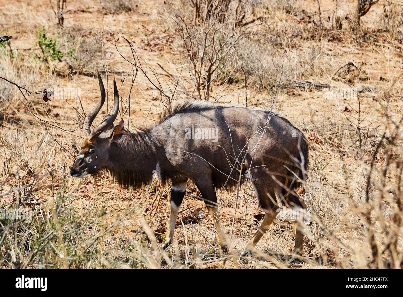 strong and proud nyala bull, Tragelaphus angasii, is a spiral horned ...