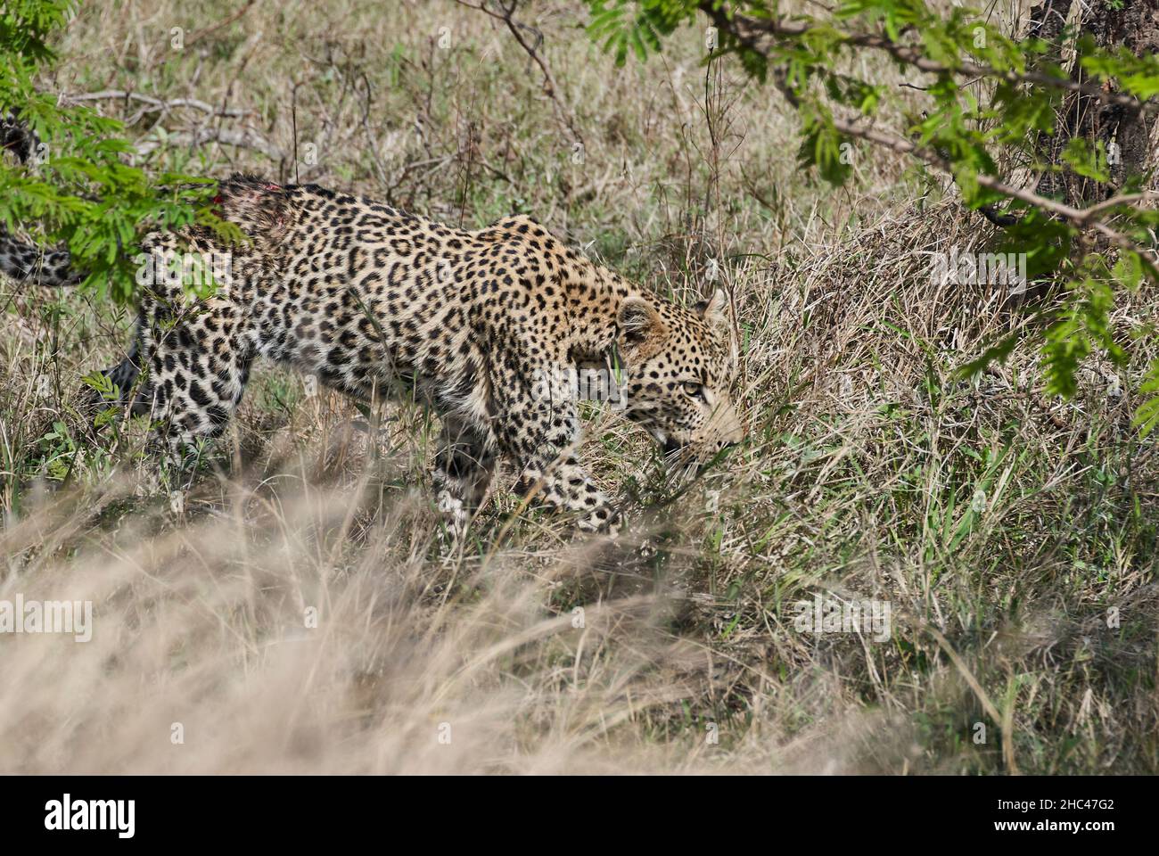 heaviliy wounded female leopard, Panthera pardus, stalking injured ...