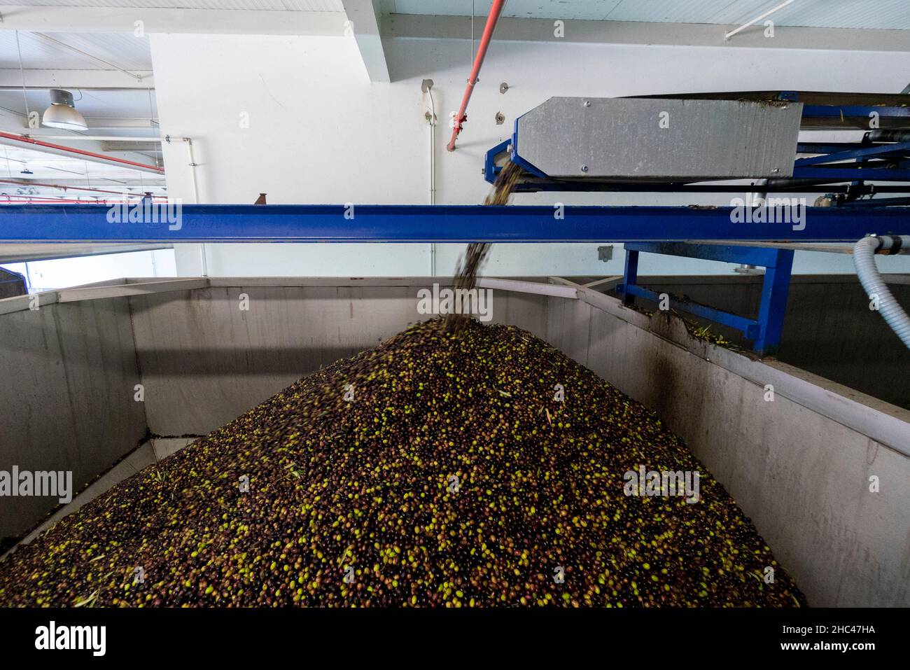 Olives being processed at an industrial automatic oil mill Stock Photo ...