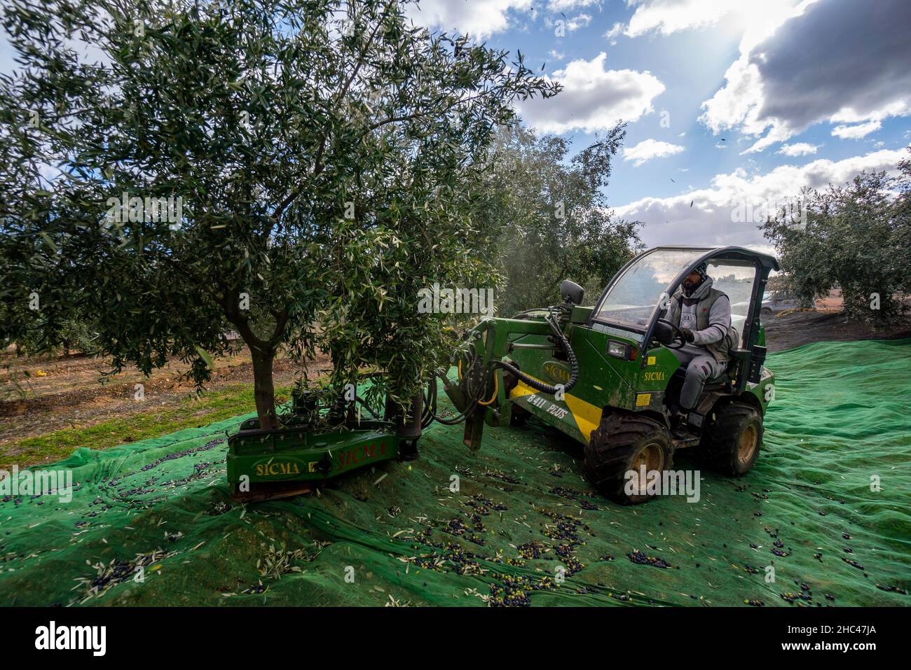Tree shaking machines hi-res stock photography and images - Alamy