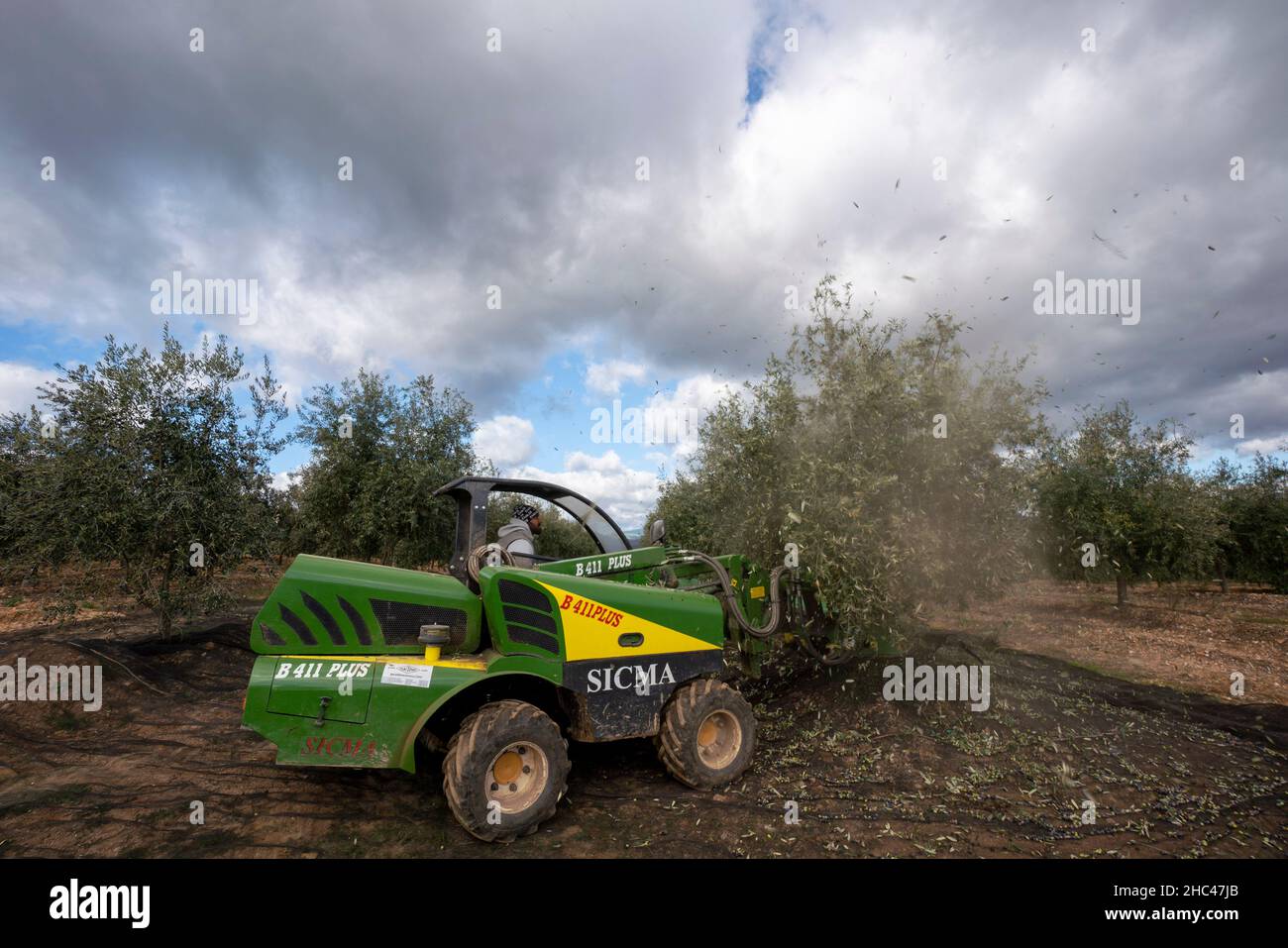 Tree shaker vibrating machine used to harvest olives on a olive grove ...