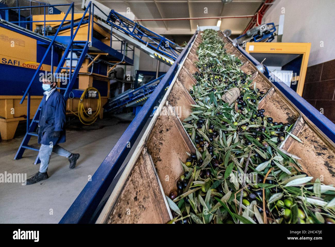 Olives being separated from tree branches while processed at an ...