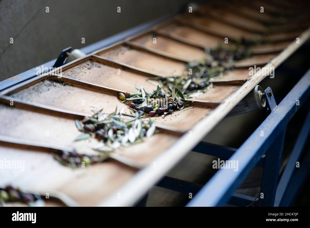 Olives being processed at an industrial automatic oil mill Stock Photo ...