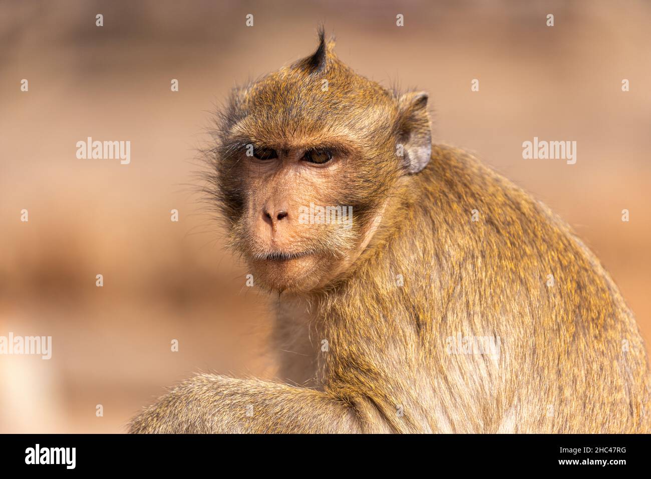 Macaque monkey in Angkor complex, Cambodia Stock Photo - Alamy