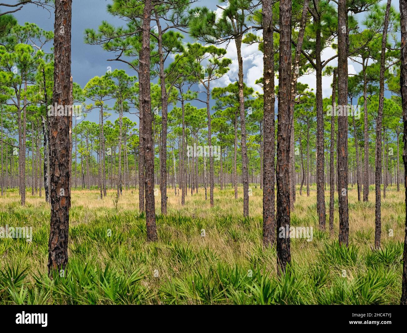 Beautiful shot forest thin hi-res stock photography and images - Alamy