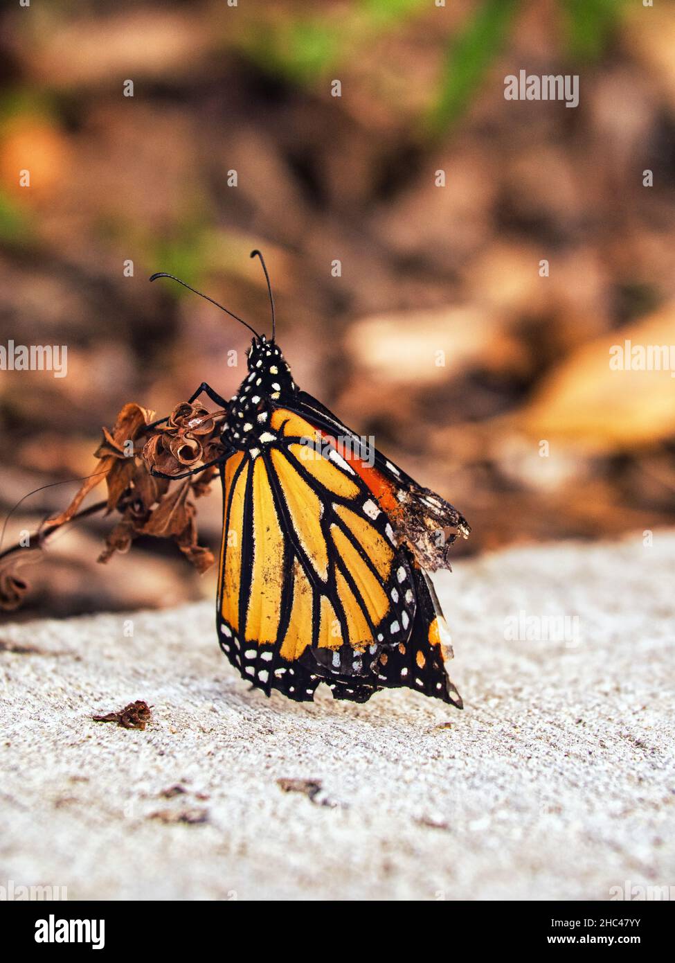 Detail of the color of a monarch butterfly hi-res stock photography and ...
