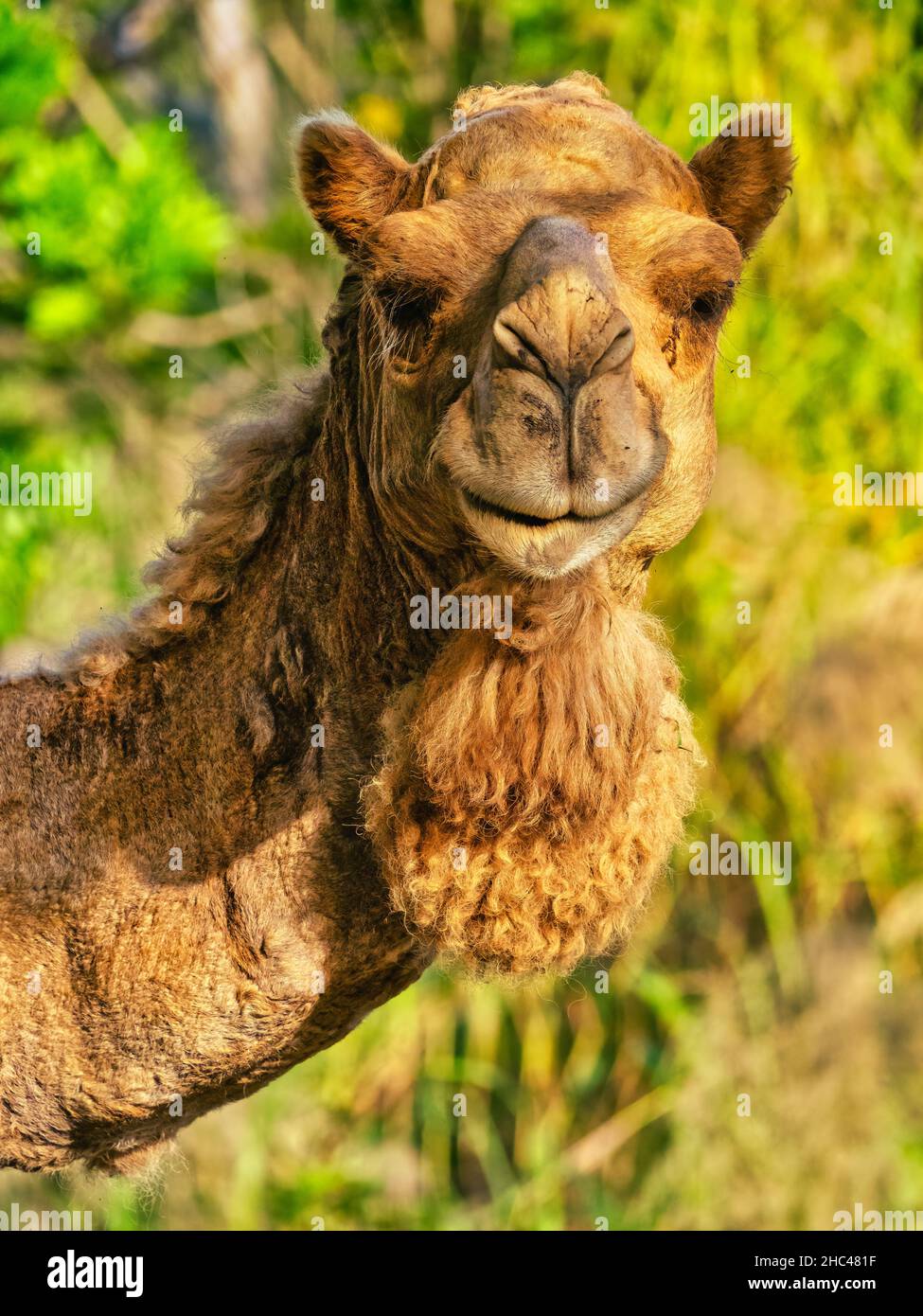 Camel vertical hi-res stock photography and images - Alamy