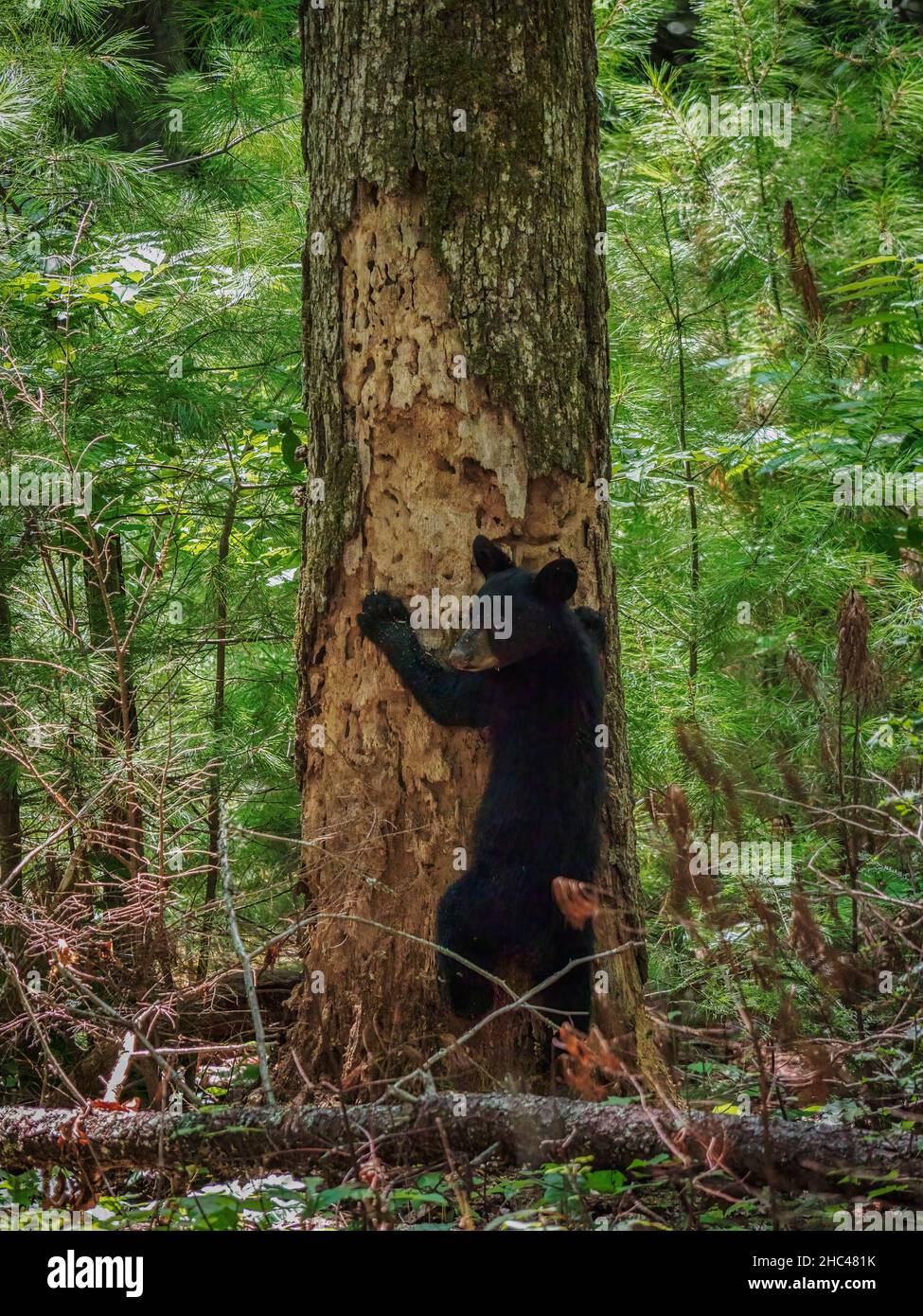 Vertical shot of a black bear trying to climb a tree Stock Photo - Alamy