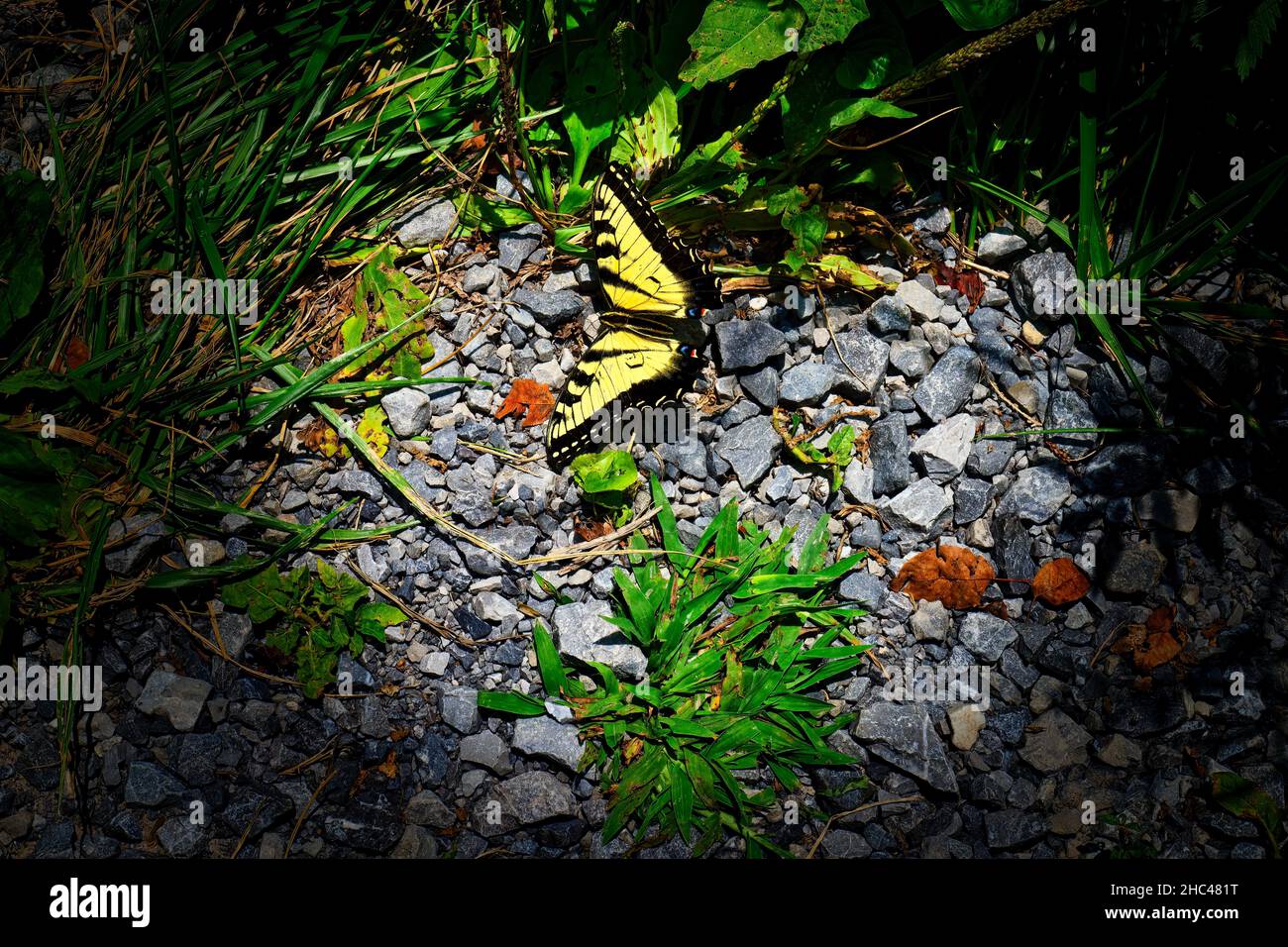 Swallowtail butterfly in grass hi-res stock photography and images - Alamy