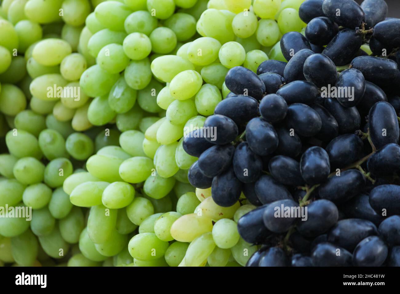 varieties of Grapes, Indian Grapes Stock Photo - Alamy
