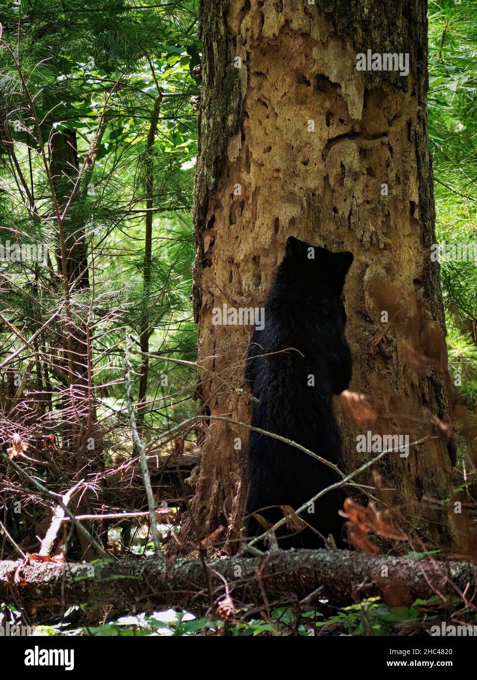Vertical shot of a black bear trying to climb a tree Stock Photo - Alamy
