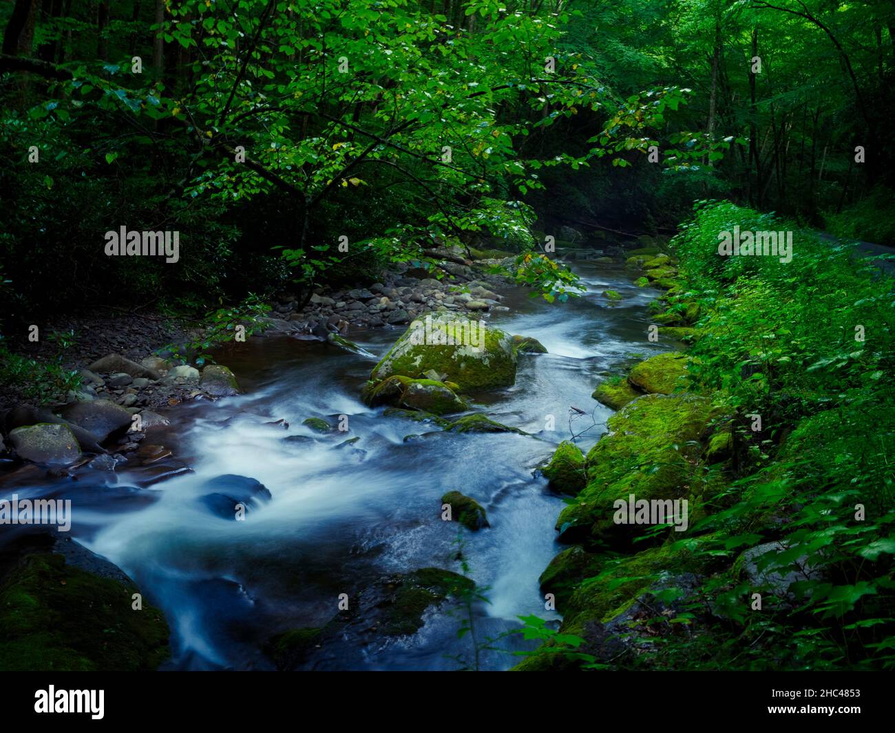 Beautiful river flowing in a green forest Stock Photo - Alamy