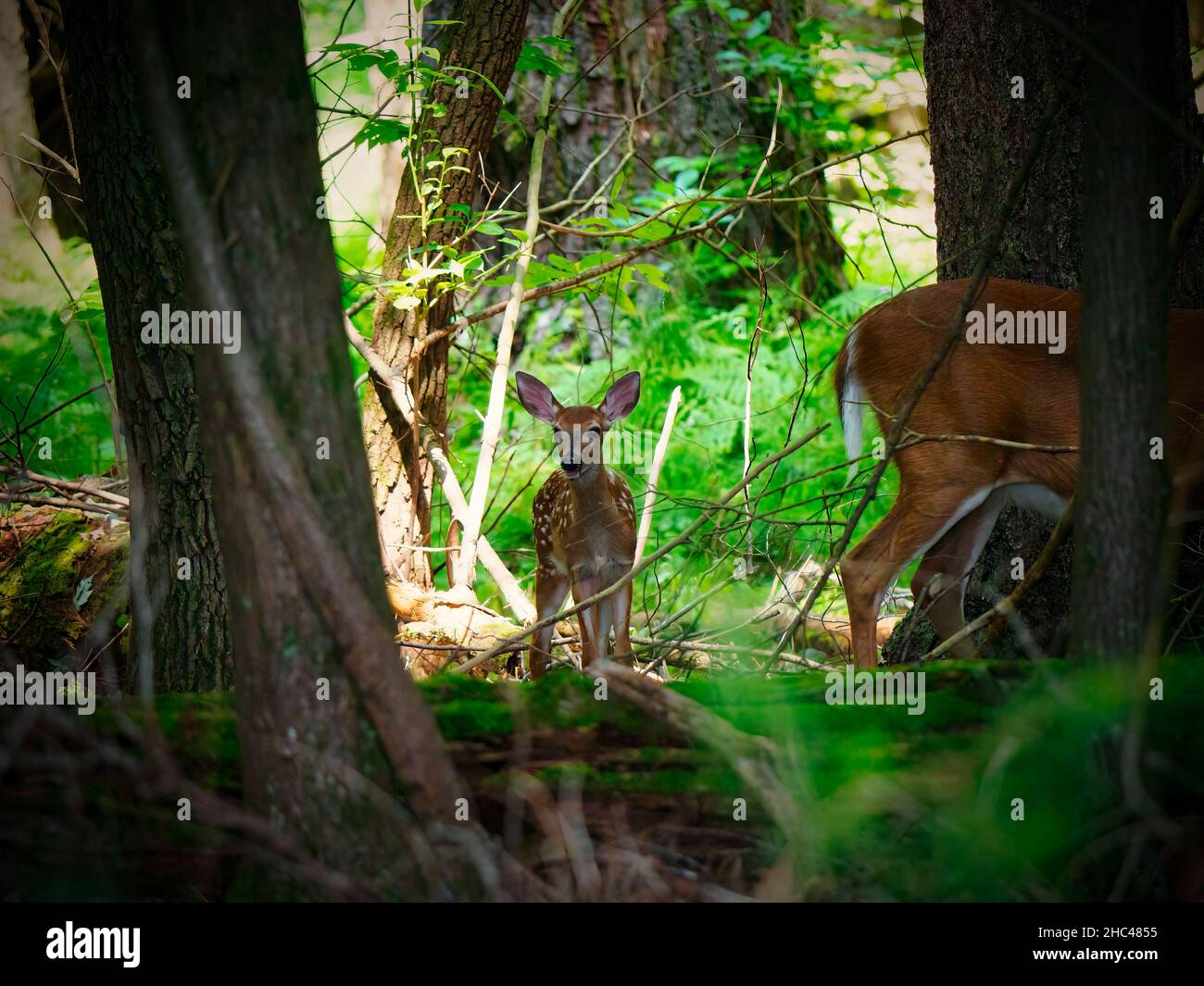 Cute baby deer in a green forest Stock Photo - Alamy