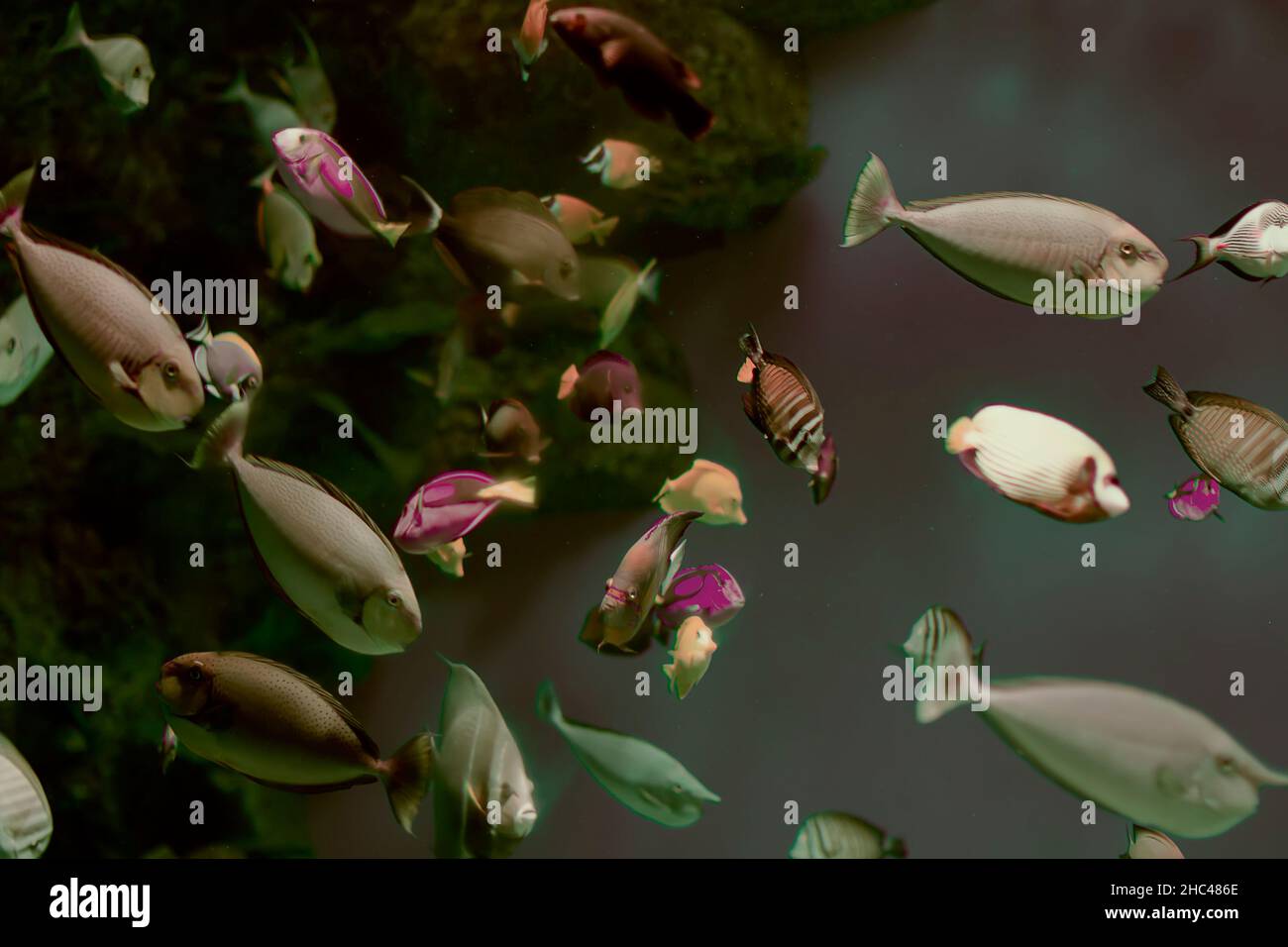 Beautiful exotic fish in the water Stock Photo - Alamy