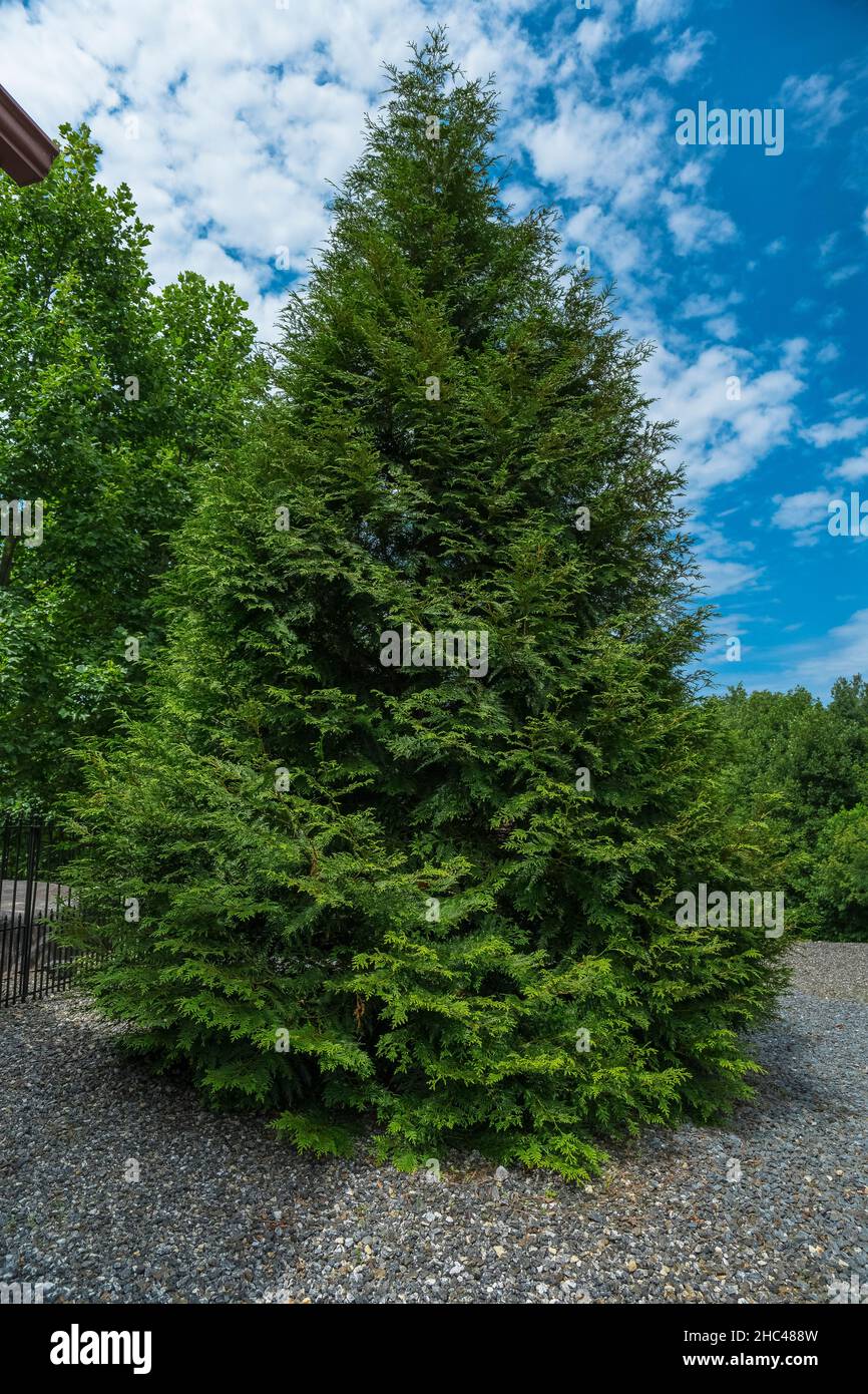 Vertical shot of a tall green conifer tree in a park Stock Photo - Alamy