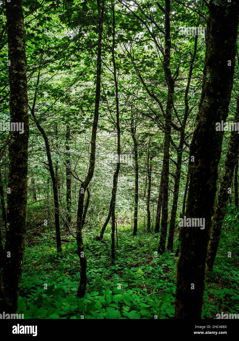 Beautiful vertical shot forest hi-res stock photography and images - Alamy