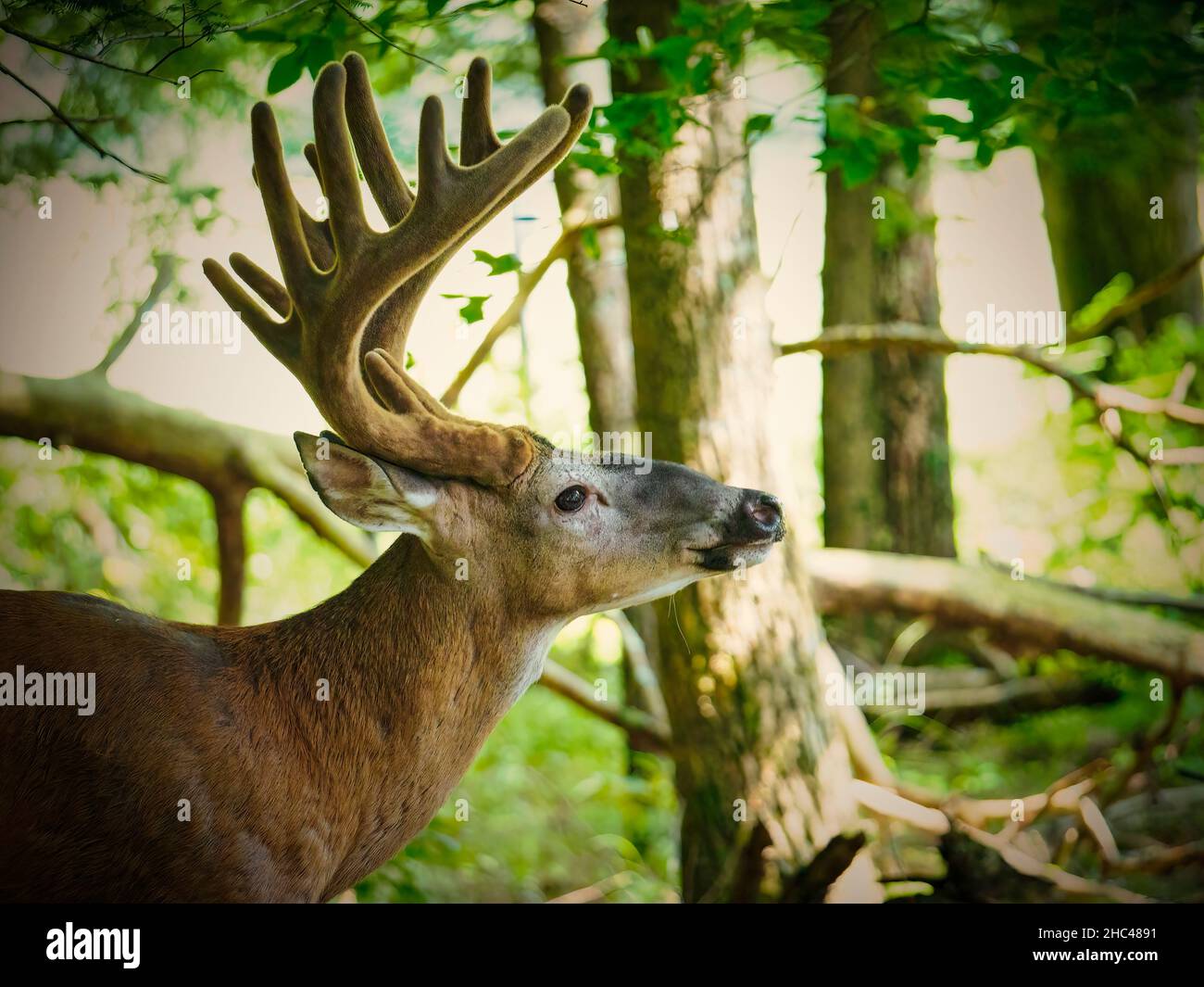 Closeup shot of a deer with antlers in a forest Stock Photo - Alamy