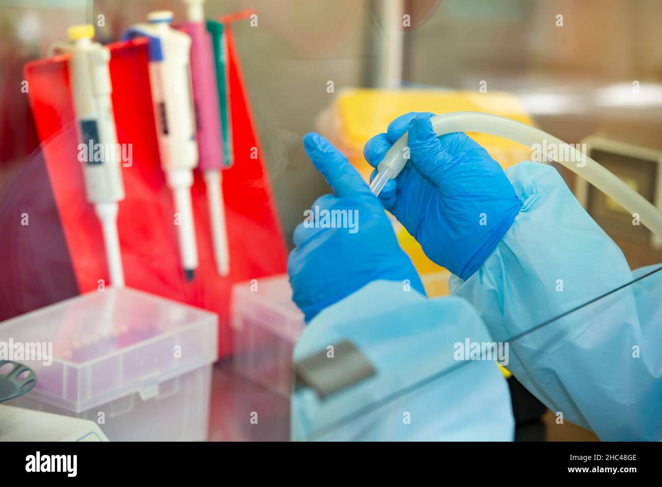 The hands of a physician laboratory assistant in an infectious disease ...