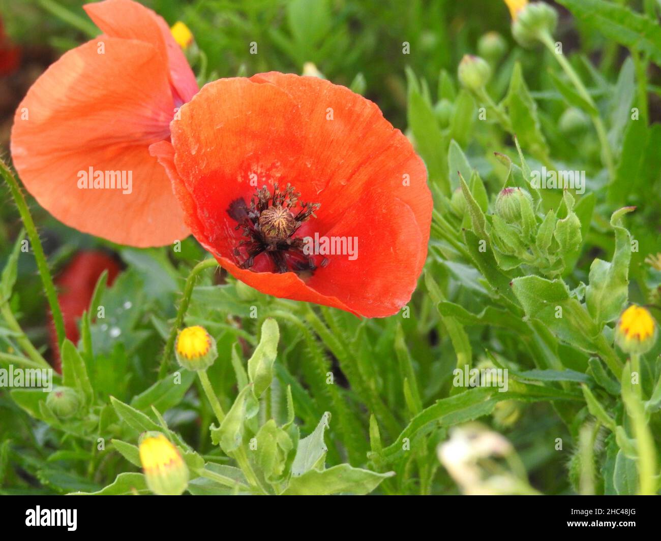 POPPY IN CLOSE-UP IN THE FIELD Stock Photo - Alamy
