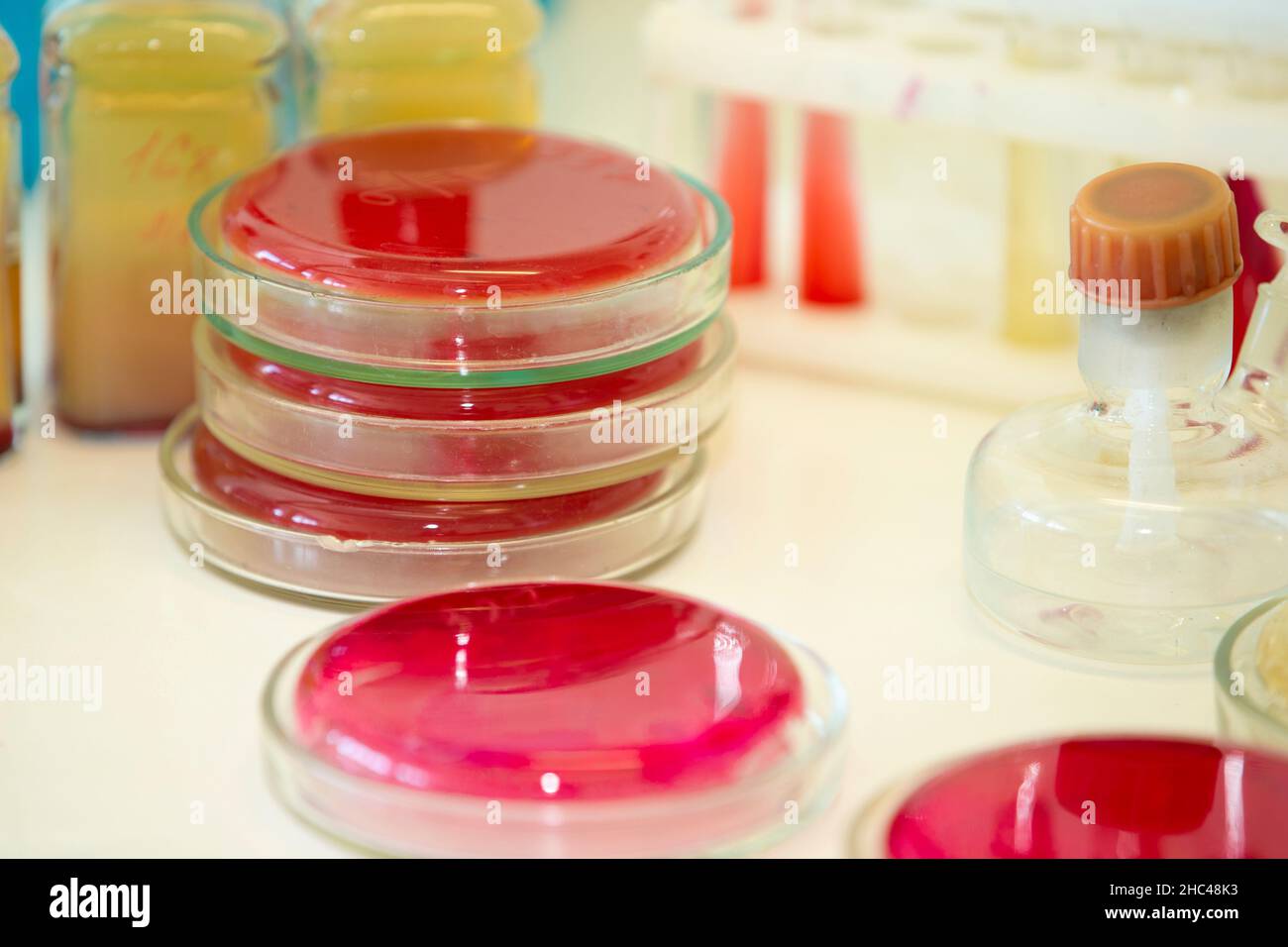Bacterial colonies of streptococci with alpha hemolytics on a blood ...