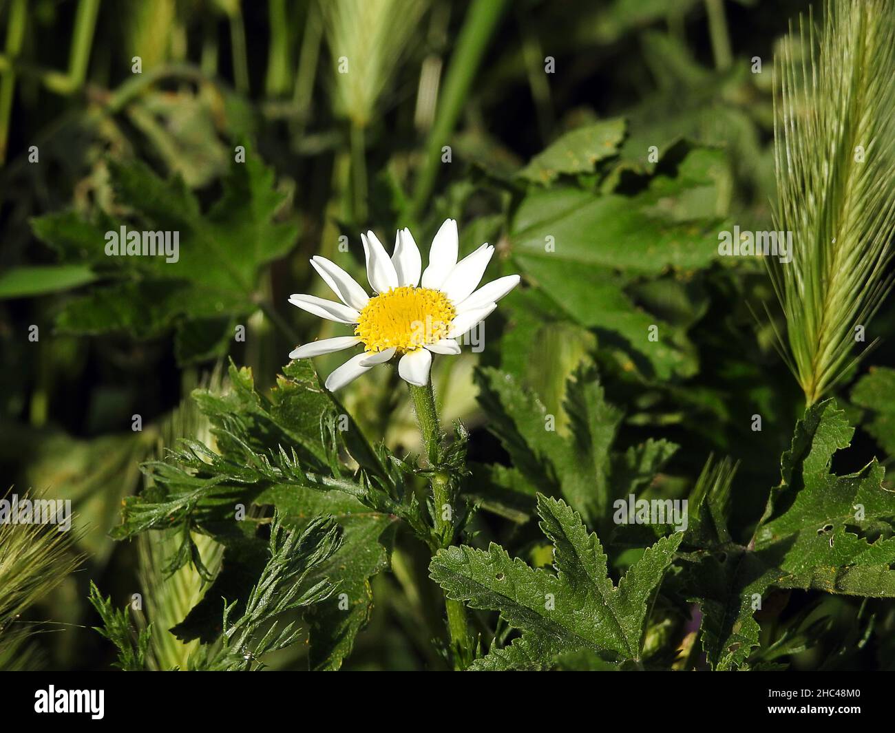 yellow and white daisy in dense forest Stock Photo - Alamy