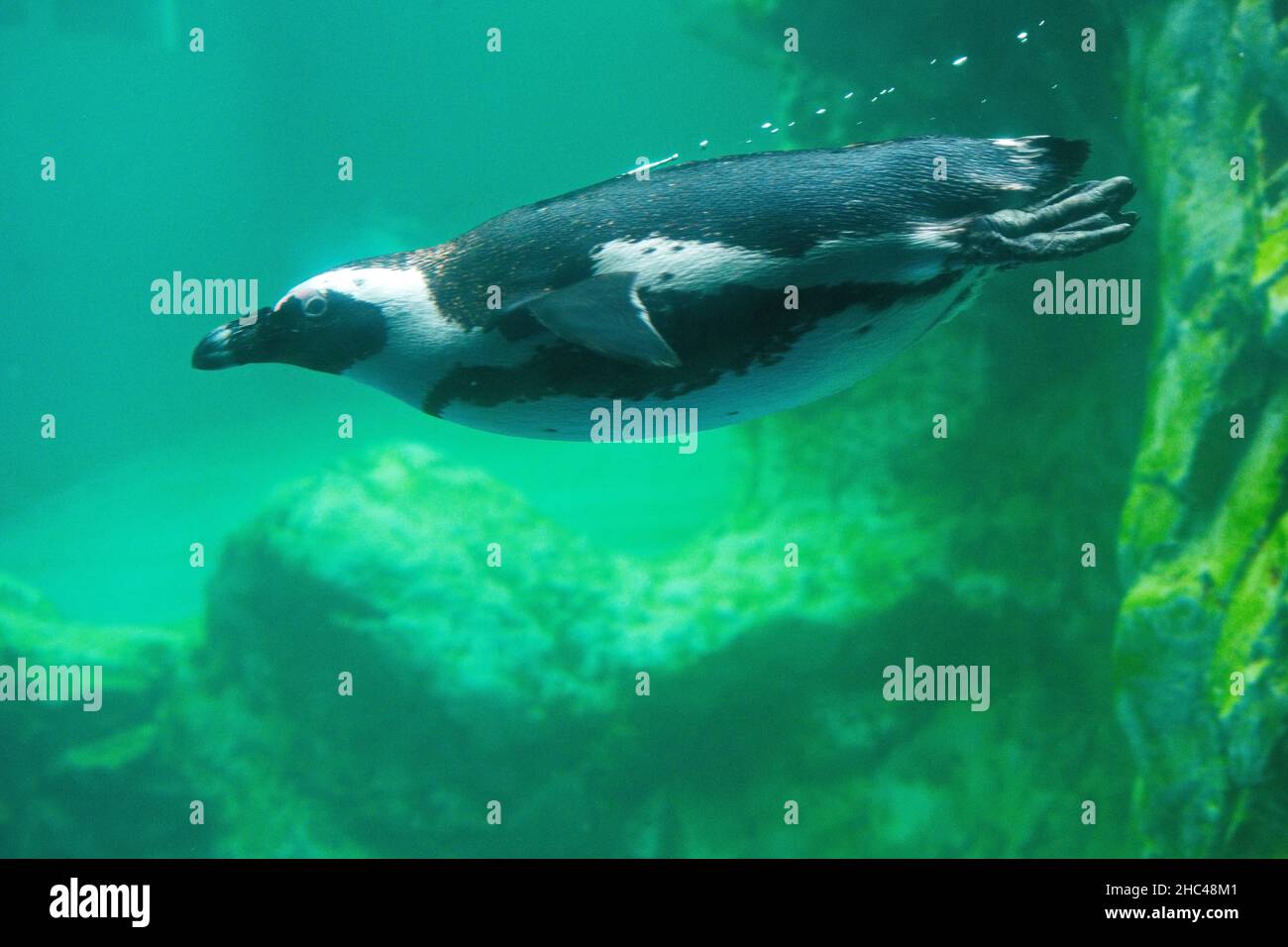 Closeup shot of a black penguin swimming underwater Stock Photo - Alamy