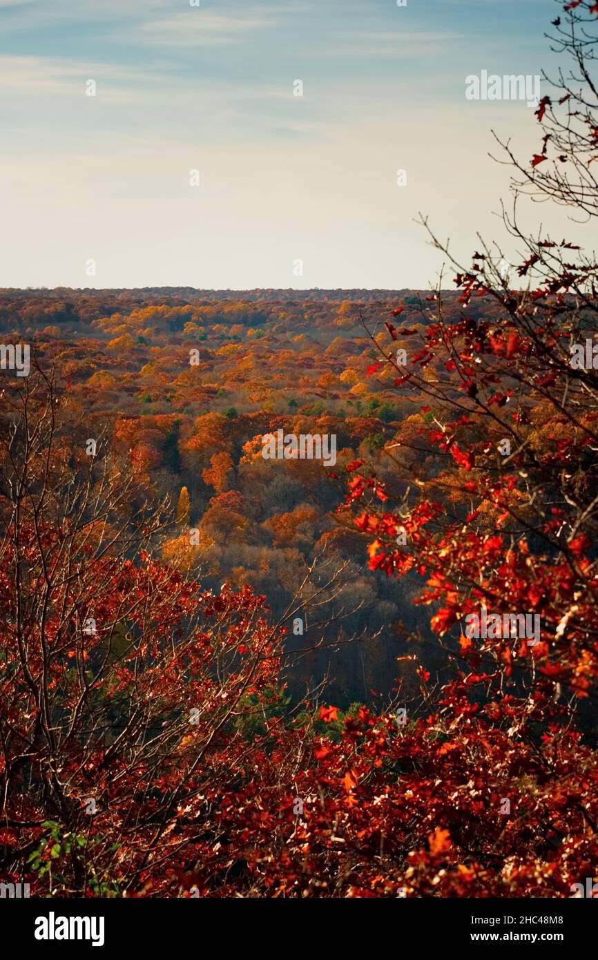 Vertical shot of a forest covered in colorful trees in Connecticut ...