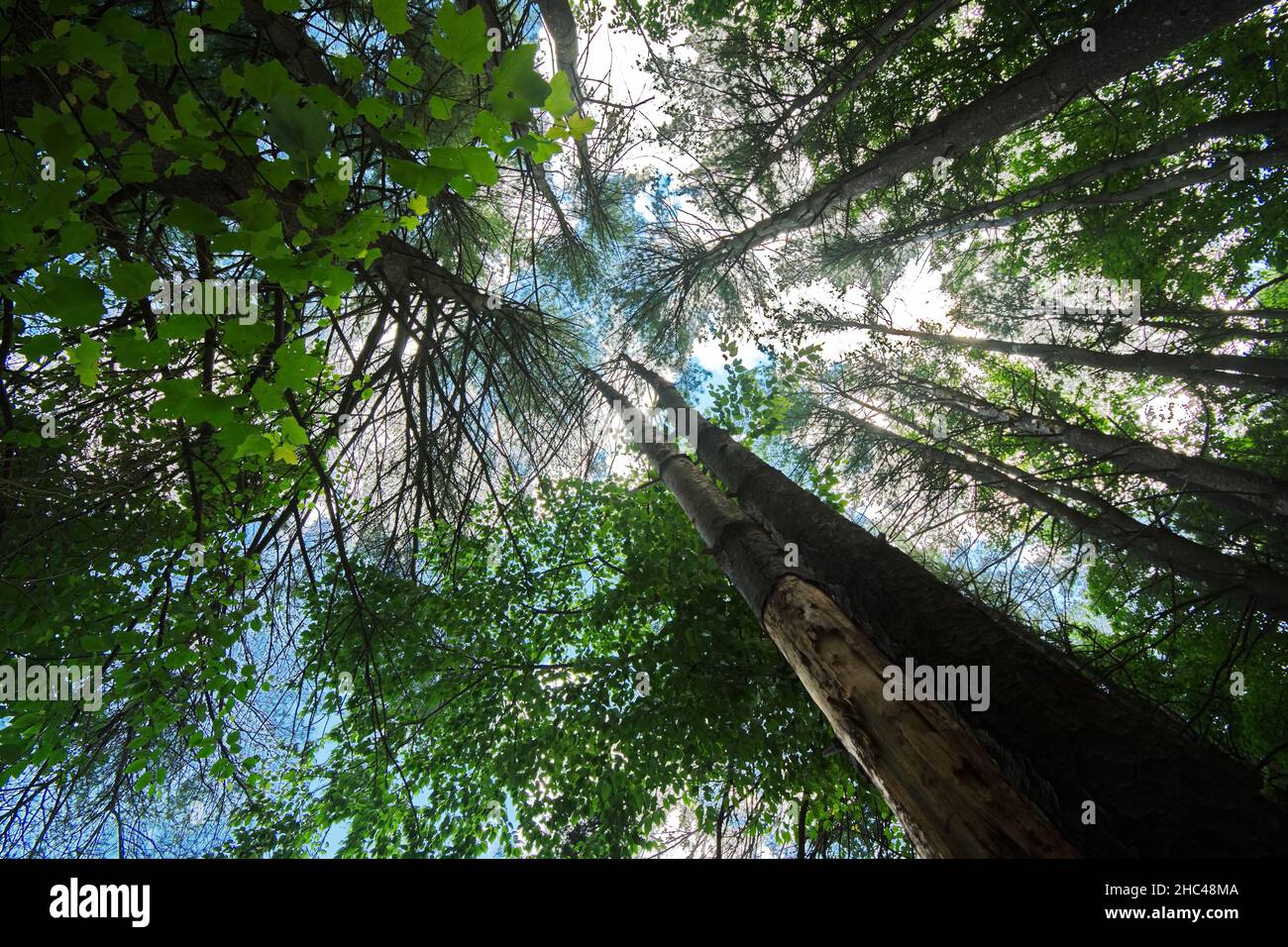 Low angle forest landscape hi-res stock photography and images - Alamy