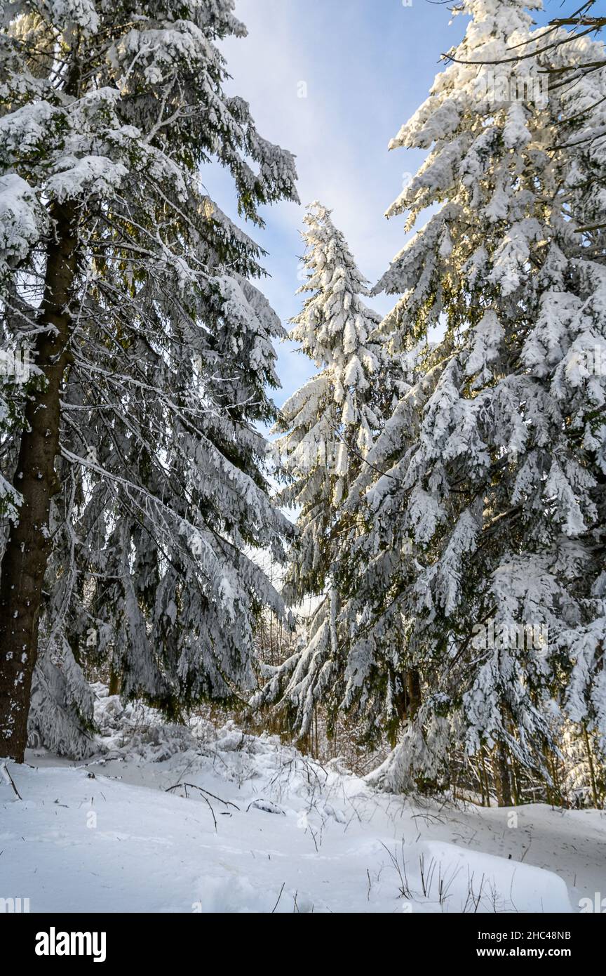 Cold winter morning in mountain forest with snow covered fir trees ...