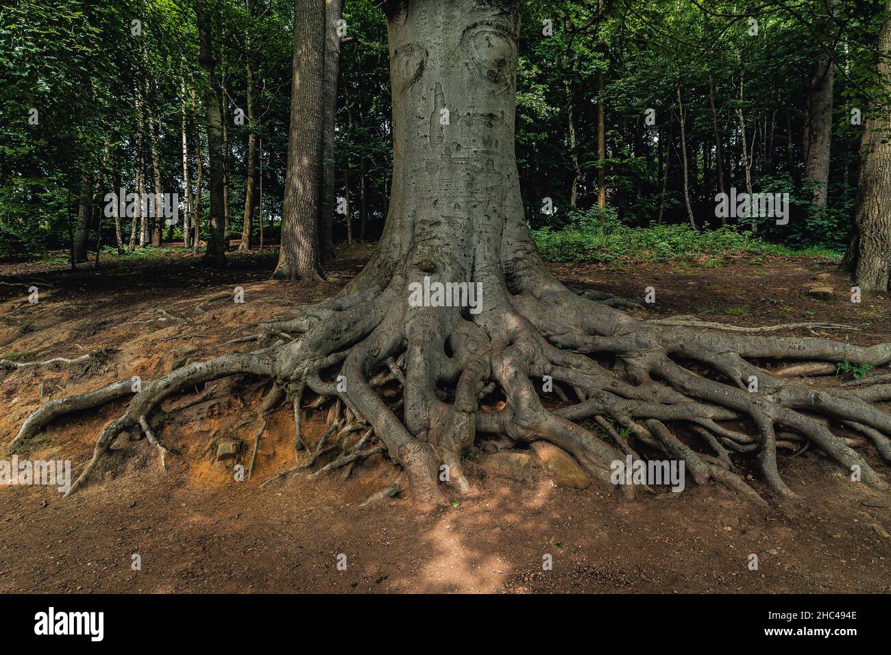 Big tree roots hi-res stock photography and images - Alamy