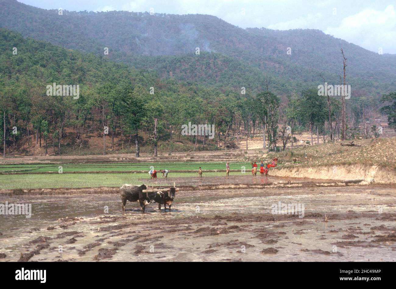 Nepal terai agriculture rice hi-res stock photography and images - Alamy
