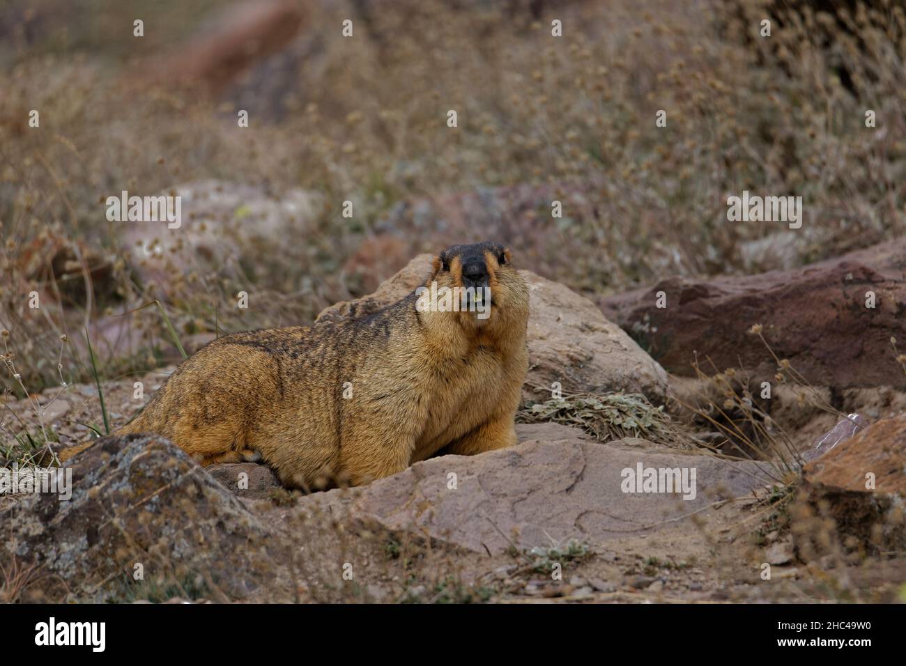 Closeup shot of a fluffy Himalayan Marmot in his habitat Stock Photo ...