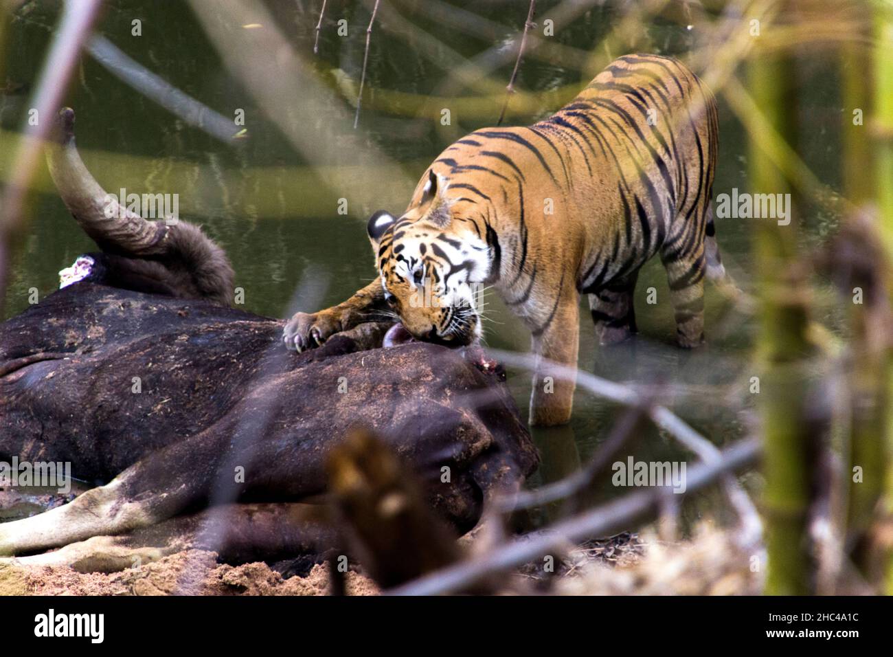 A tiger eating grass hi-res stock photography and images - Alamy