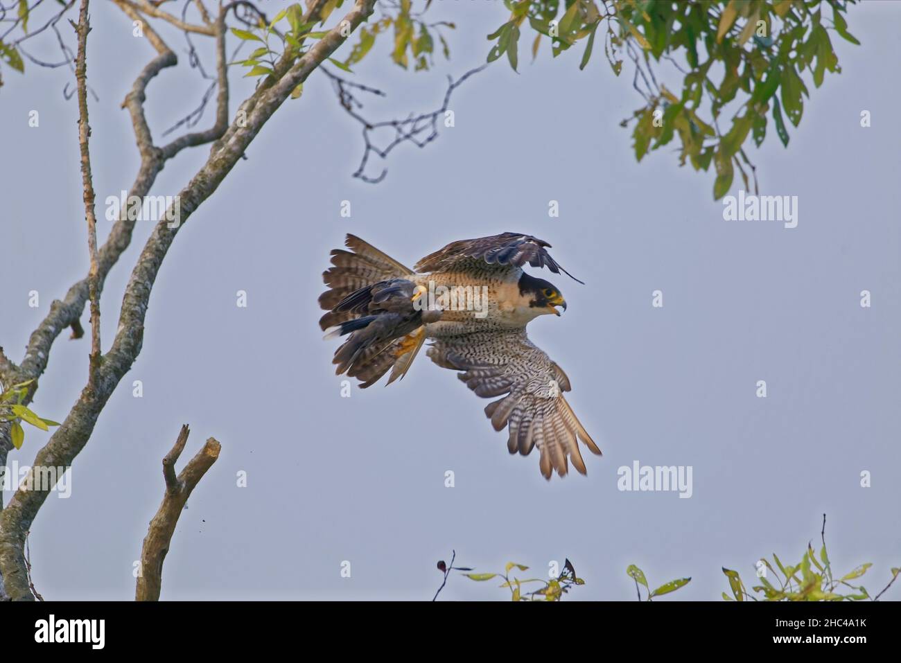 Closeup shot between tree branches of a peregrine falcon bird flying in ...