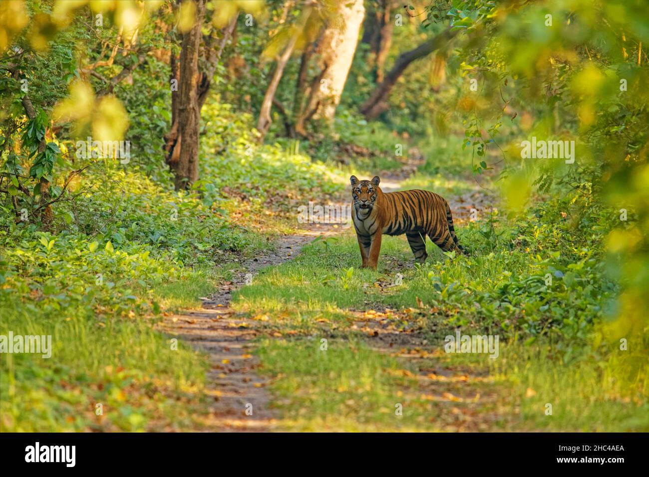 Tiger in the forest with lush green trees Stock Photo - Alamy
