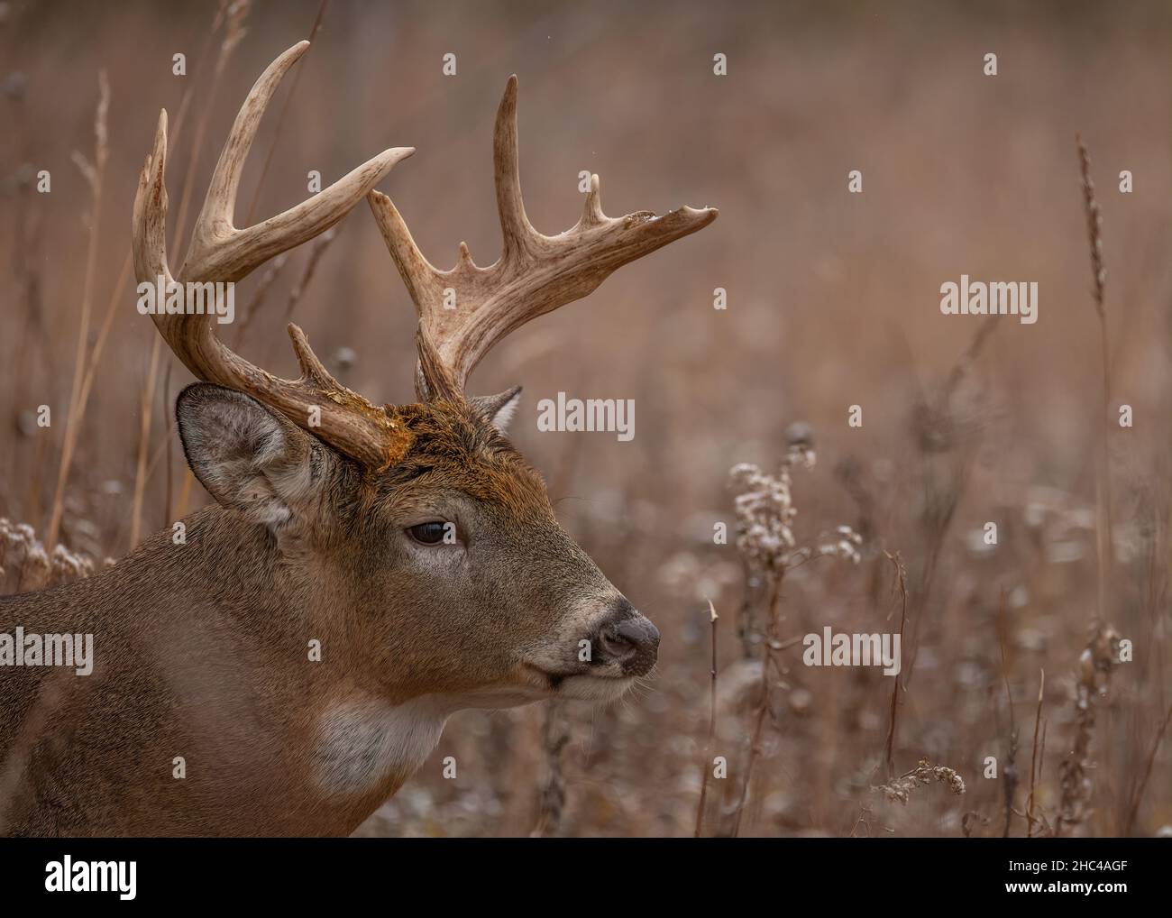 Side portrait of a male deer in a forest Stock Photo - Alamy