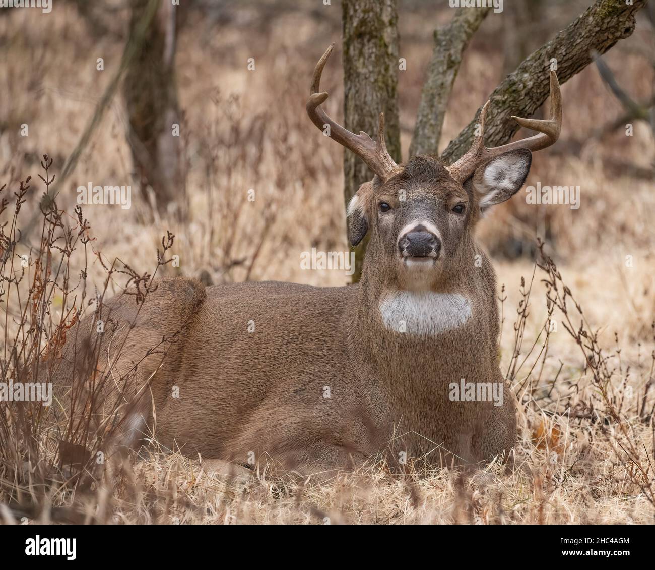Male deer sitting on the ground in a forest Stock Photo - Alamy