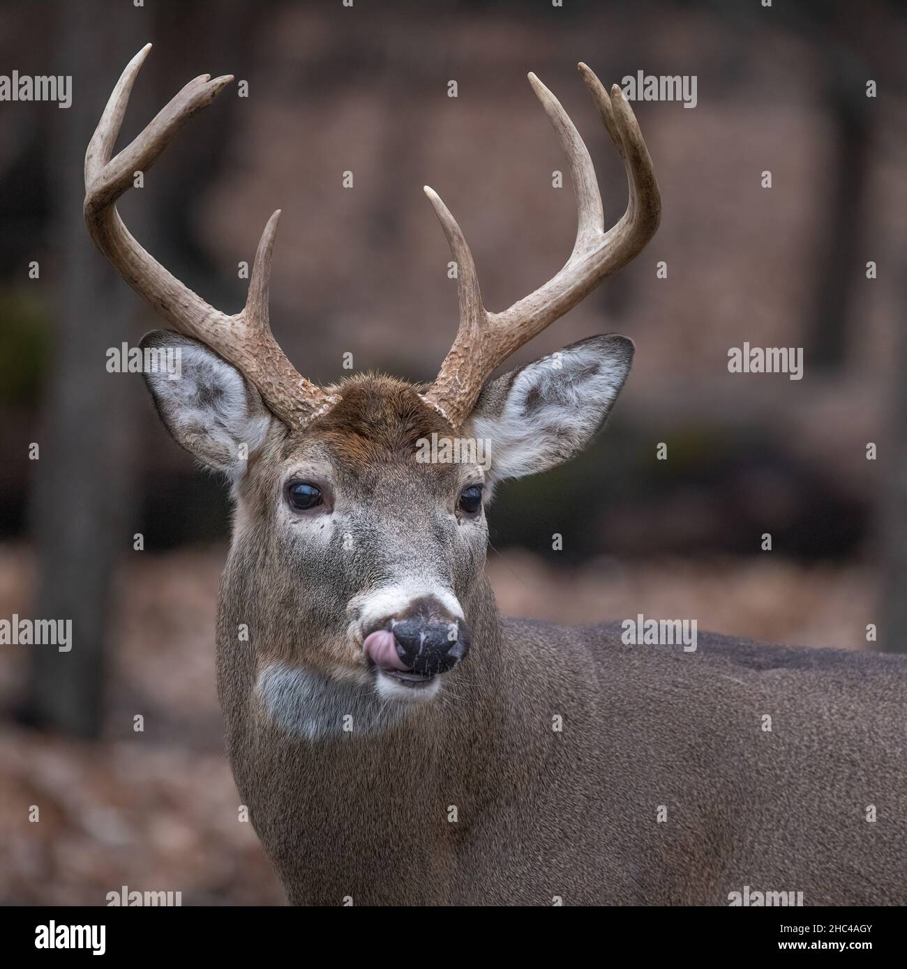 Portrait of a male deer licking its nose Stock Photo - Alamy