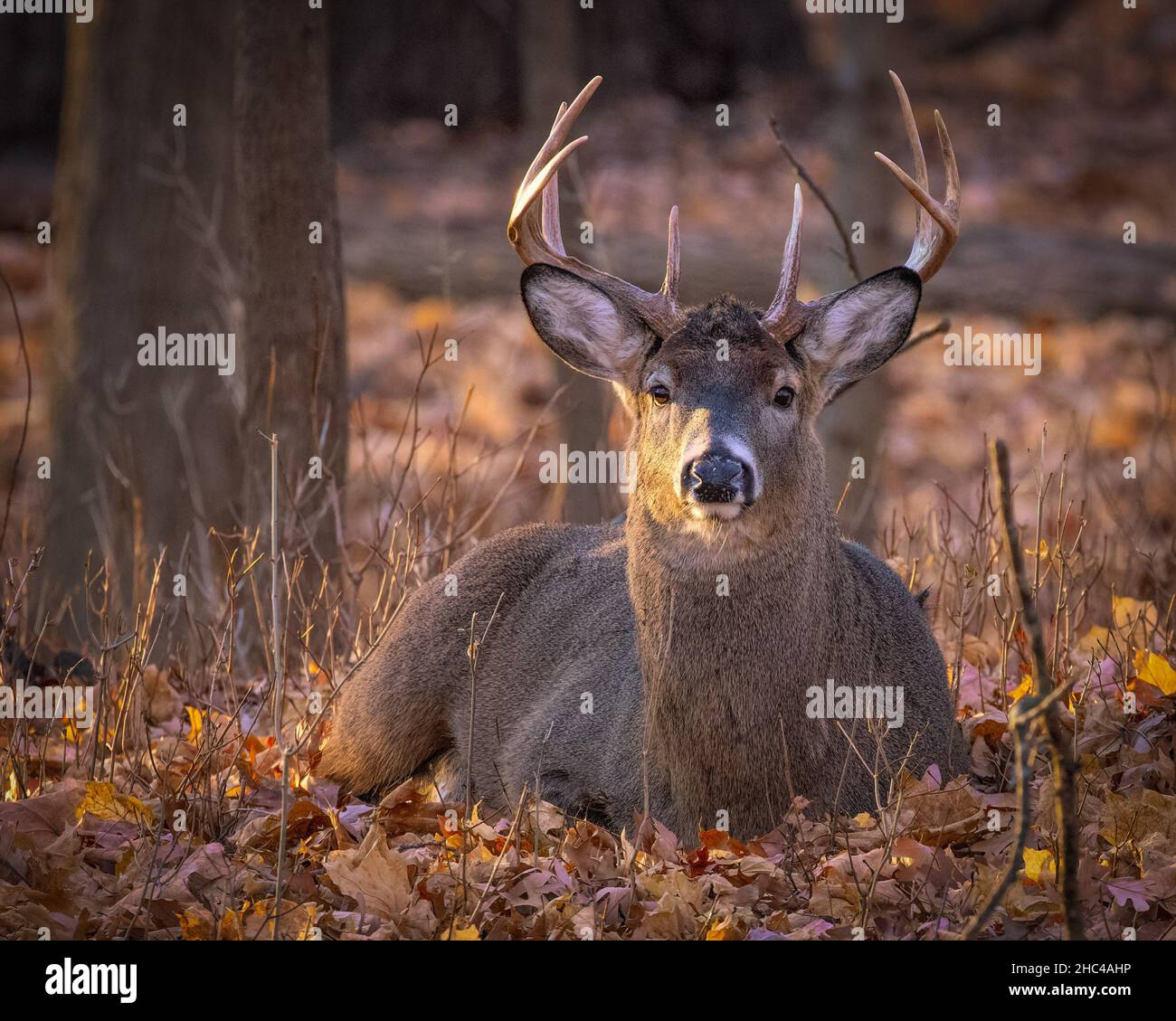 Male deer sitting on a ground covered with autumn foliage in a forest ...
