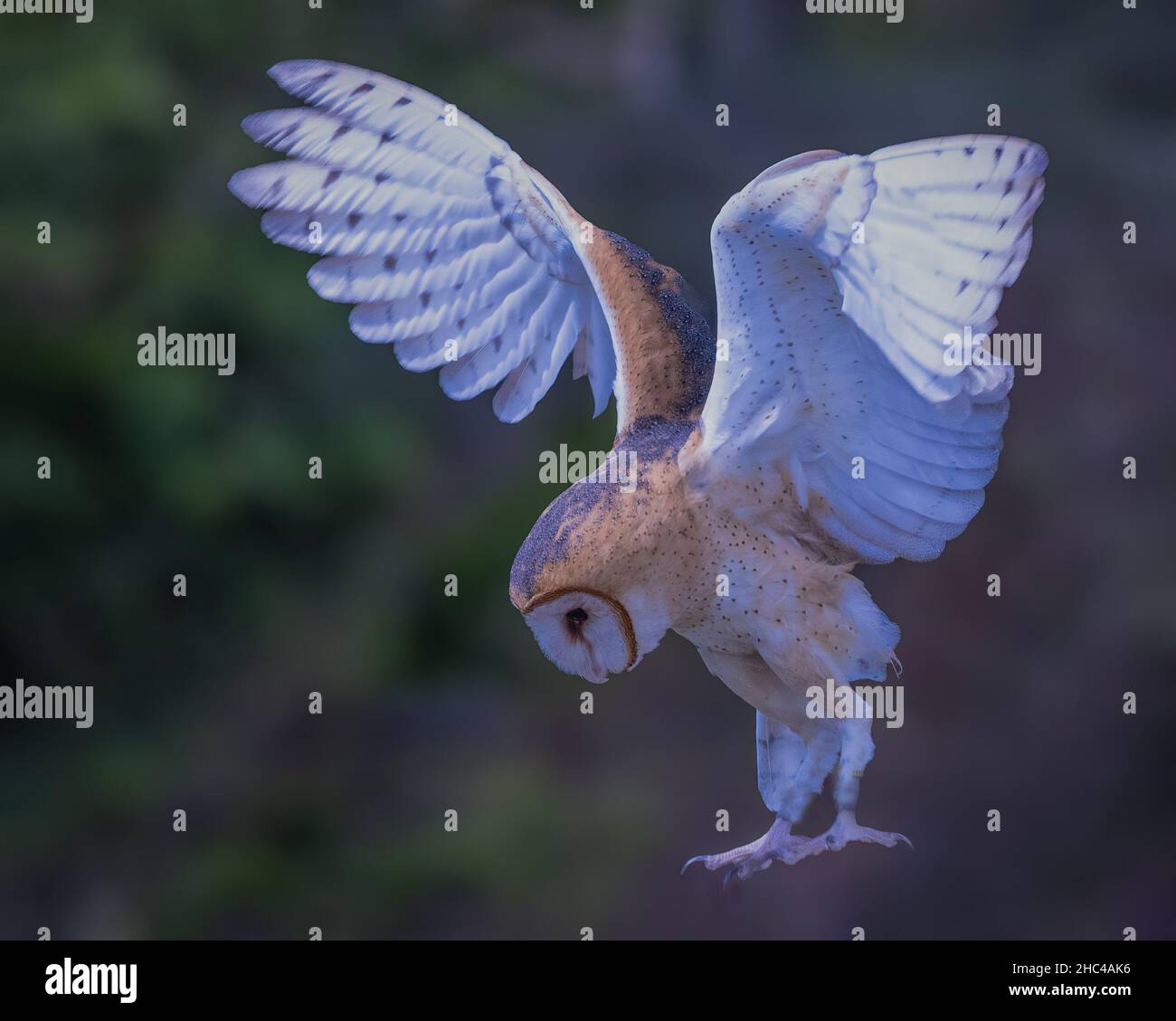 Common barn owl during the flight Stock Photo - Alamy