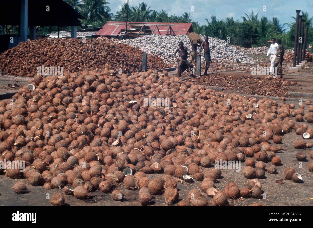 Large pile of coconuts awaiting processing for coconut oil near Mombasa ...