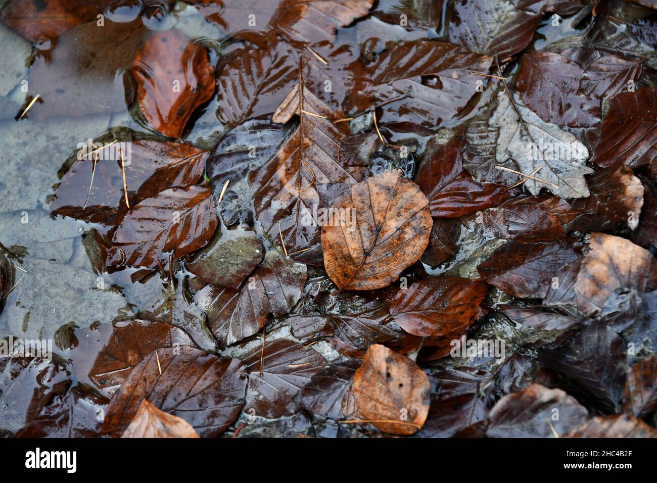 Withered Brown Leaves In Puddle On Path Stock Photo - Alamy