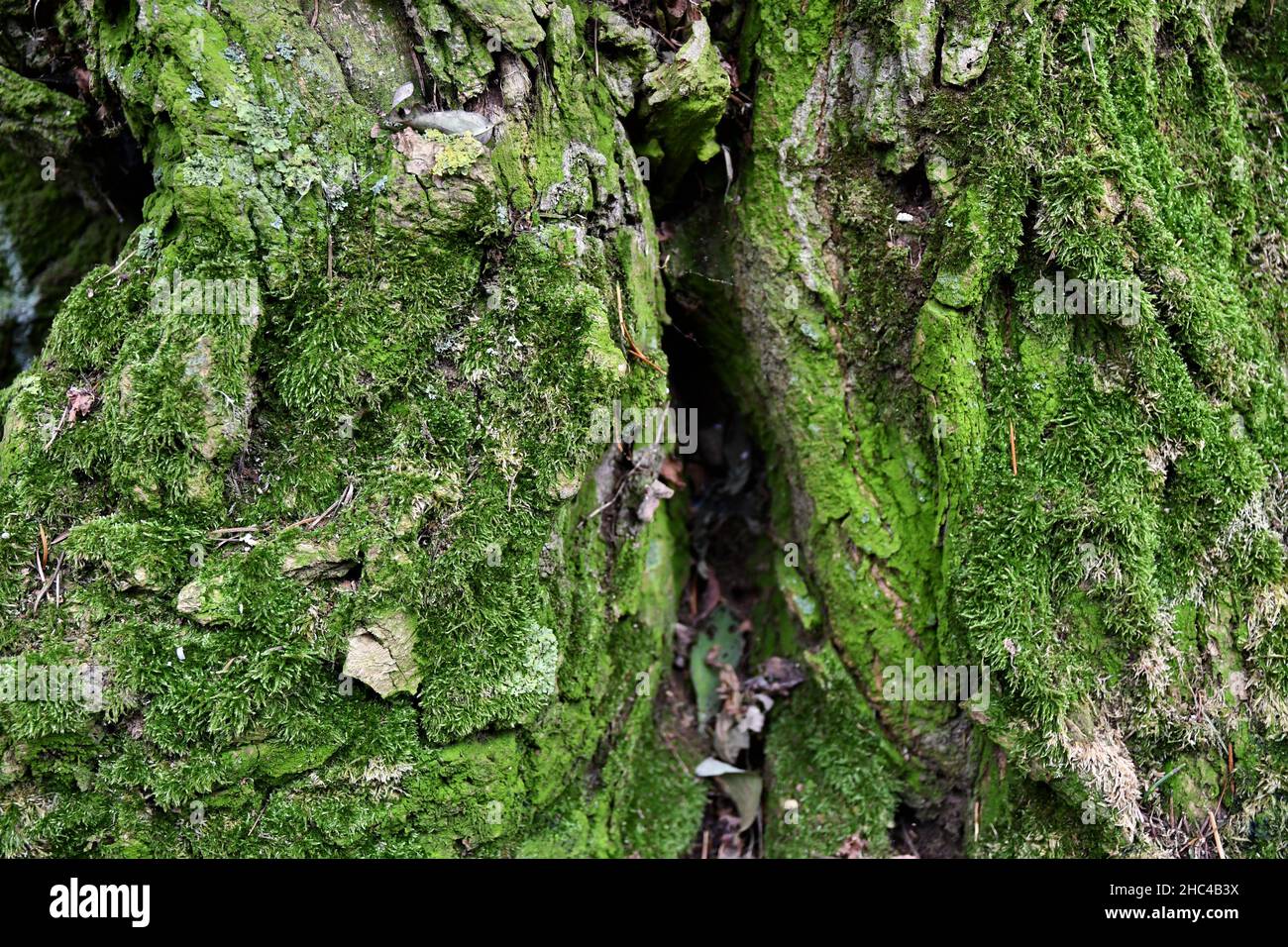 Tree Trunk Detail With Moss Stock Photo - Alamy