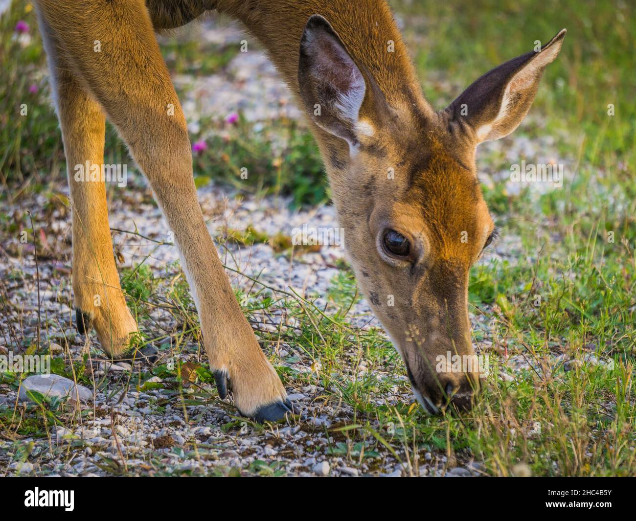 White-tailed deer at sunset on Anticosti Island, an island located in ...