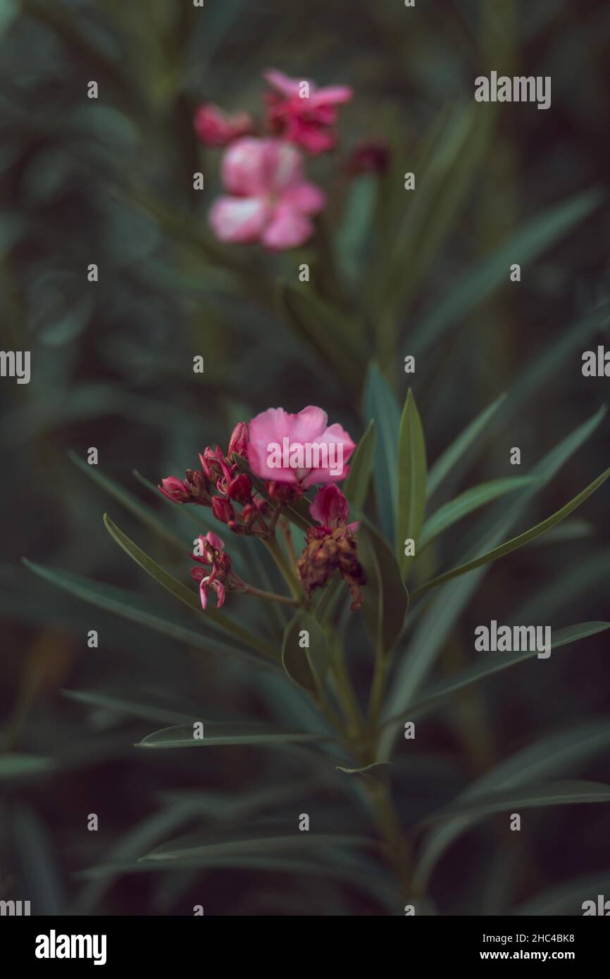 Dry oleander hi-res stock photography and images - Alamy