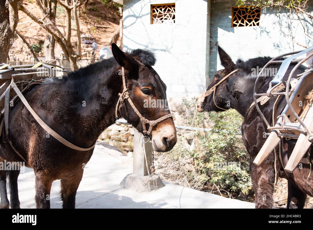 February 2019. Mules at the foot of the Baoxiang temple is also called ...
