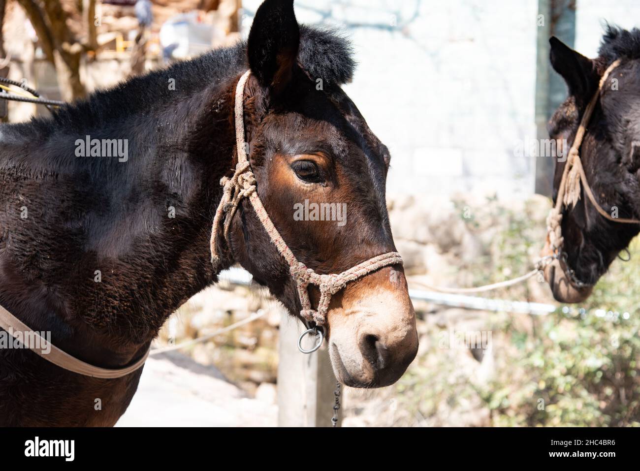 February 2019. Mules at the foot of the Baoxiang temple is also called ...